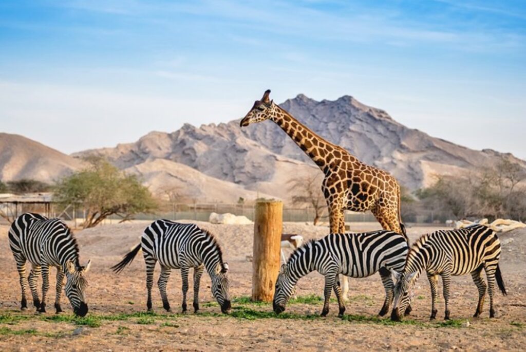 Al Ain City Tour - Explore Al Ain with Sahara Adventure